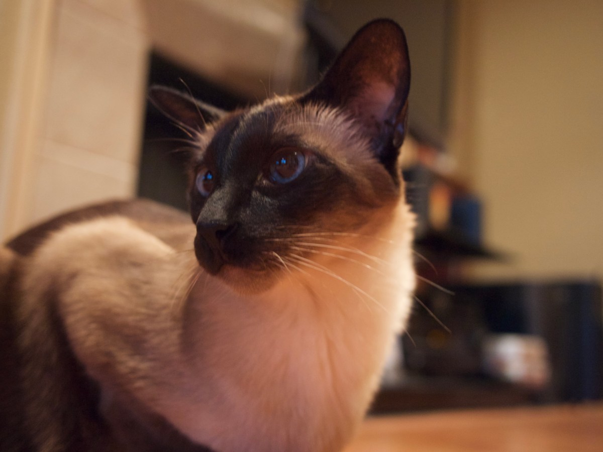 Hilton Head Island, SC – Parents & Pets – Rachel & Radu Retire (ish)